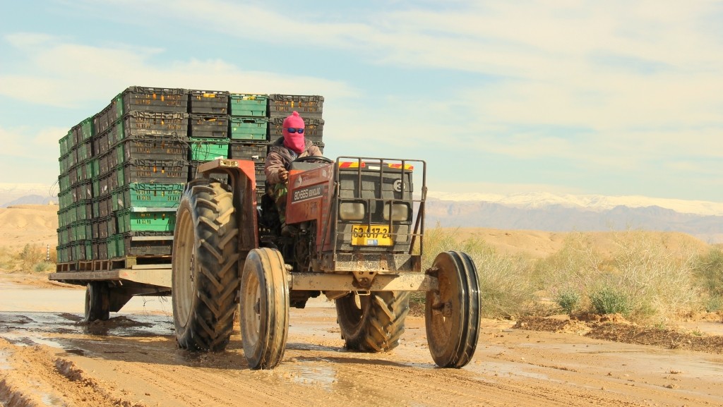 Arava desert agriculture – חאן דרך הבשמים